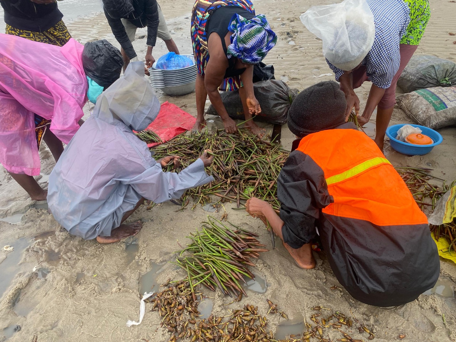 CSSL-JOA Project Supports Community-led Mangrove Restoration ...
